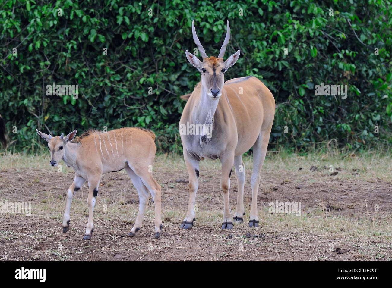 Common elands (Taurotragus oryx), female and young, Maasai Mara Game ...