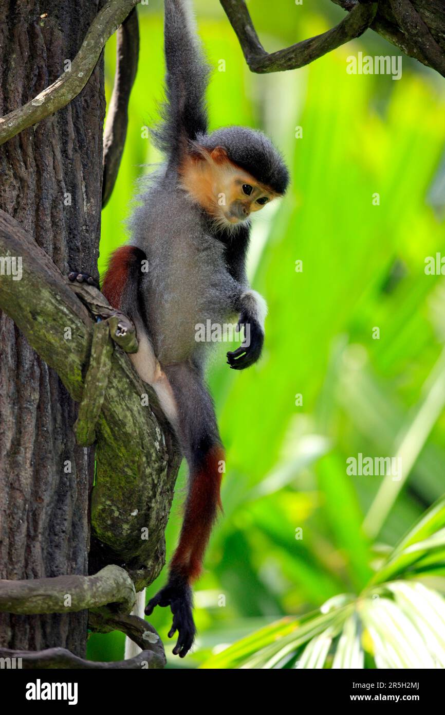 Red-shanked Douc (Pygathrix nemaeus) Langur, young Stock Photo - Alamy