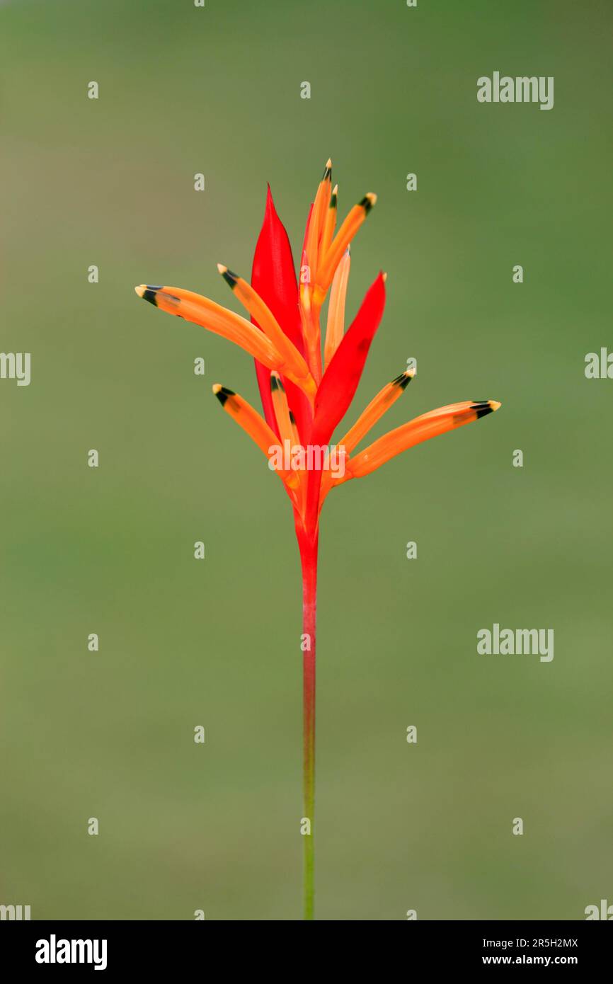 Parrot Heliconia, Kota Kinabalu, Sabah, Borneo, Malaysia (Heliconia ...