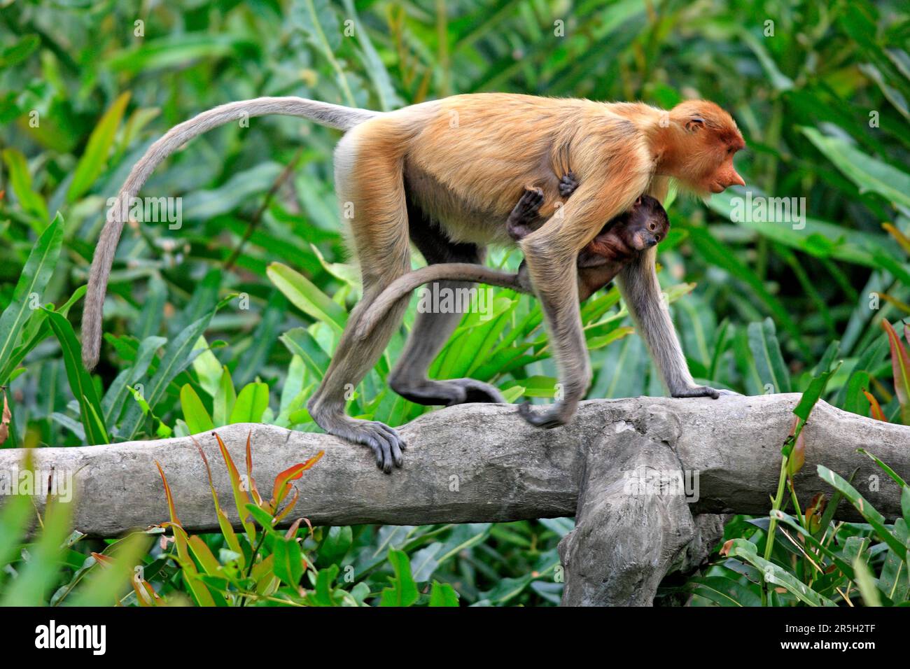 Proboscis monkeys (Nasalis larvatus), female and young, Labuk Bay ...