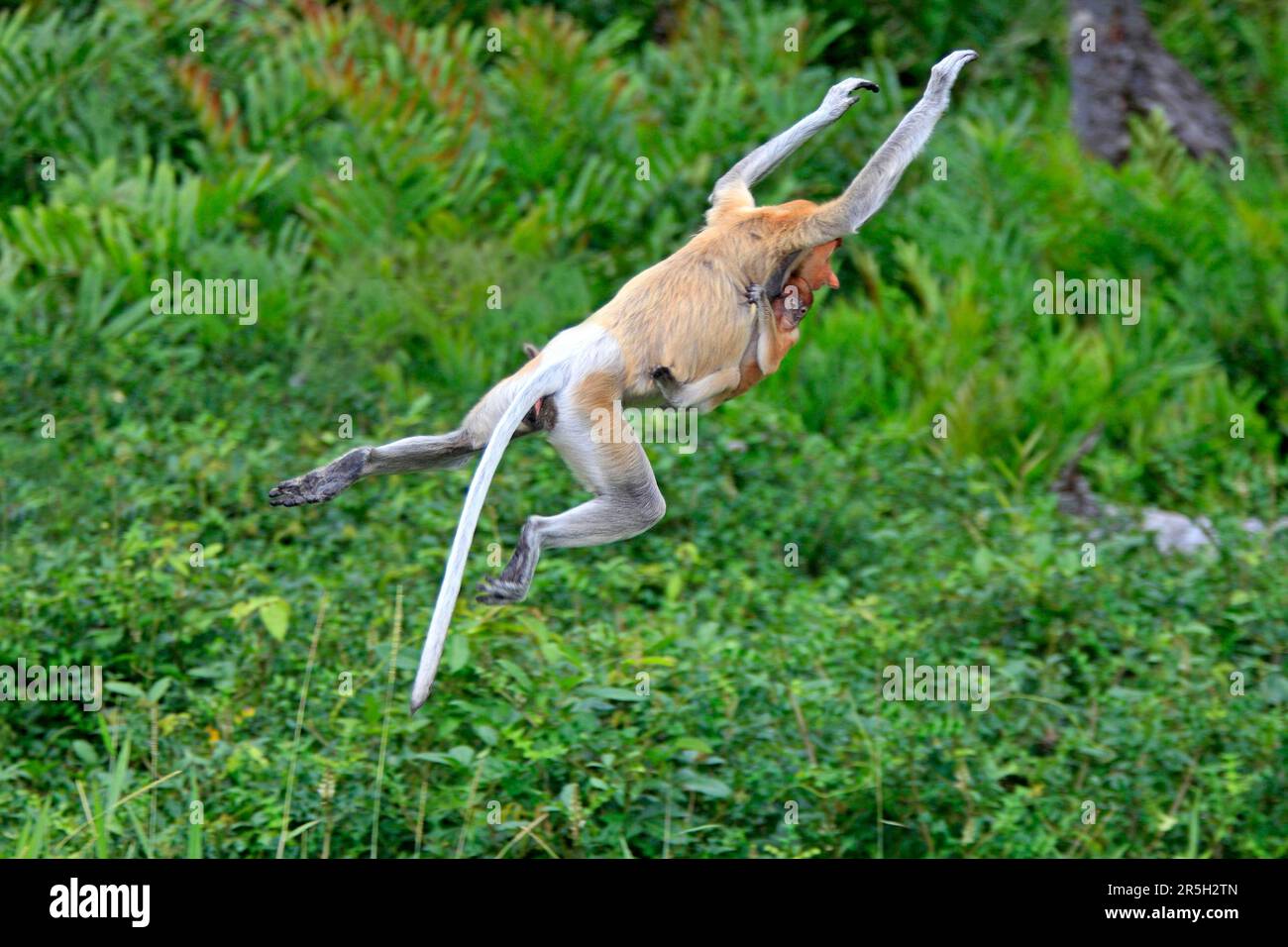 Proboscis monkeys (Nasalis larvatus), female and young, Labuk Bay ...