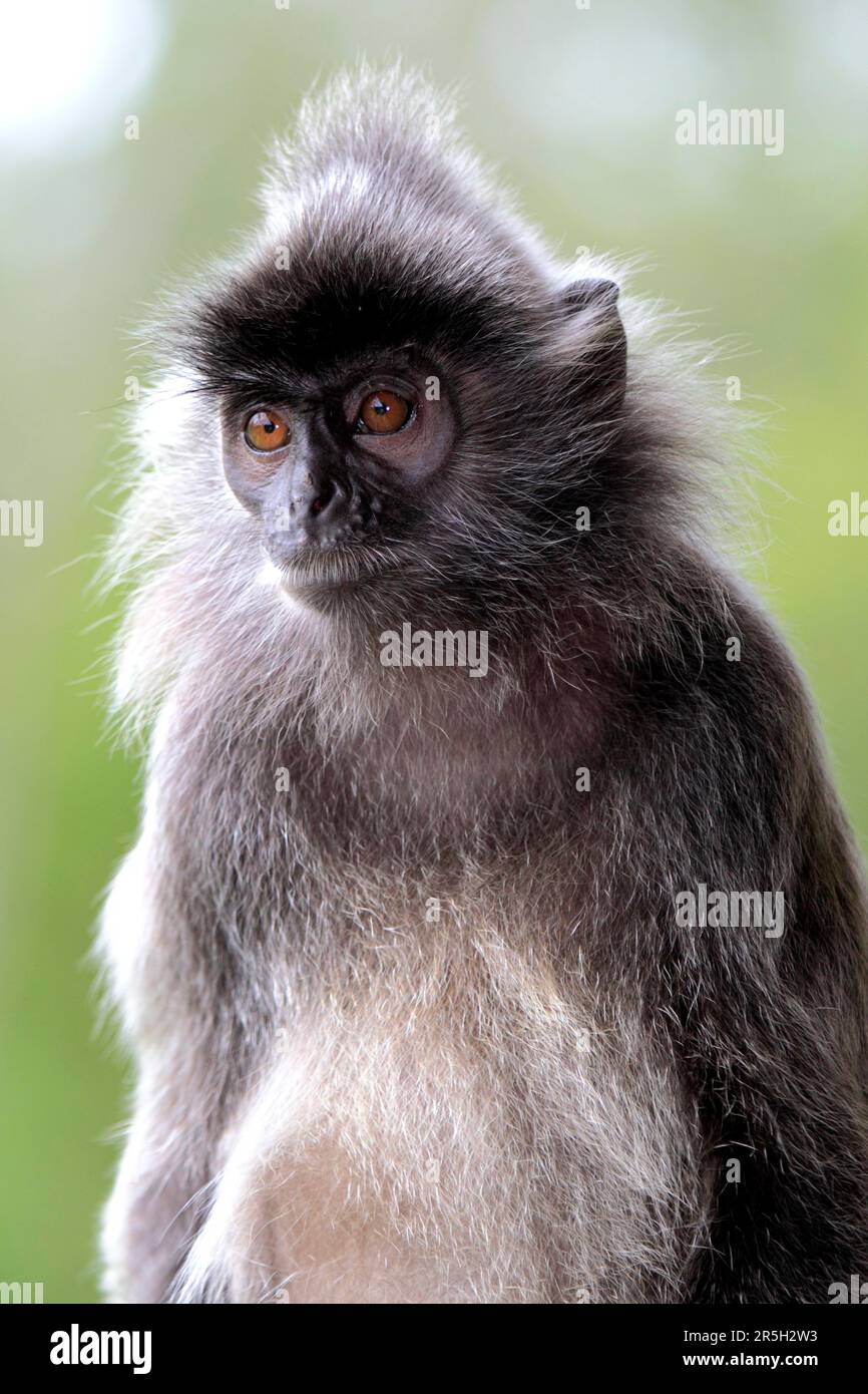 Silver leaf monkey, Labuk Bay, Sabah, Borneo (Presbytis cristatus ...