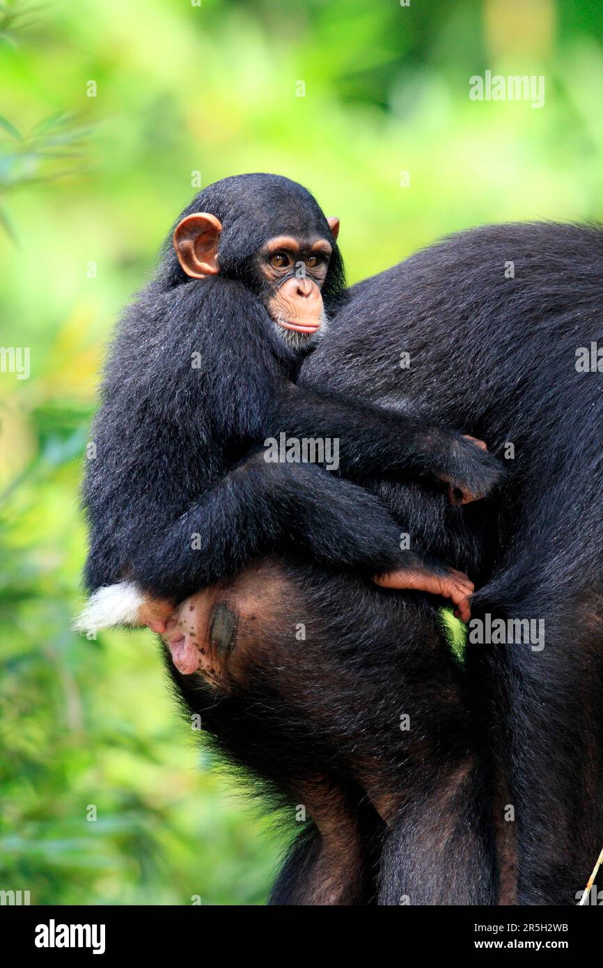 Chimpanzee baby on back hi-res stock photography and images - Alamy