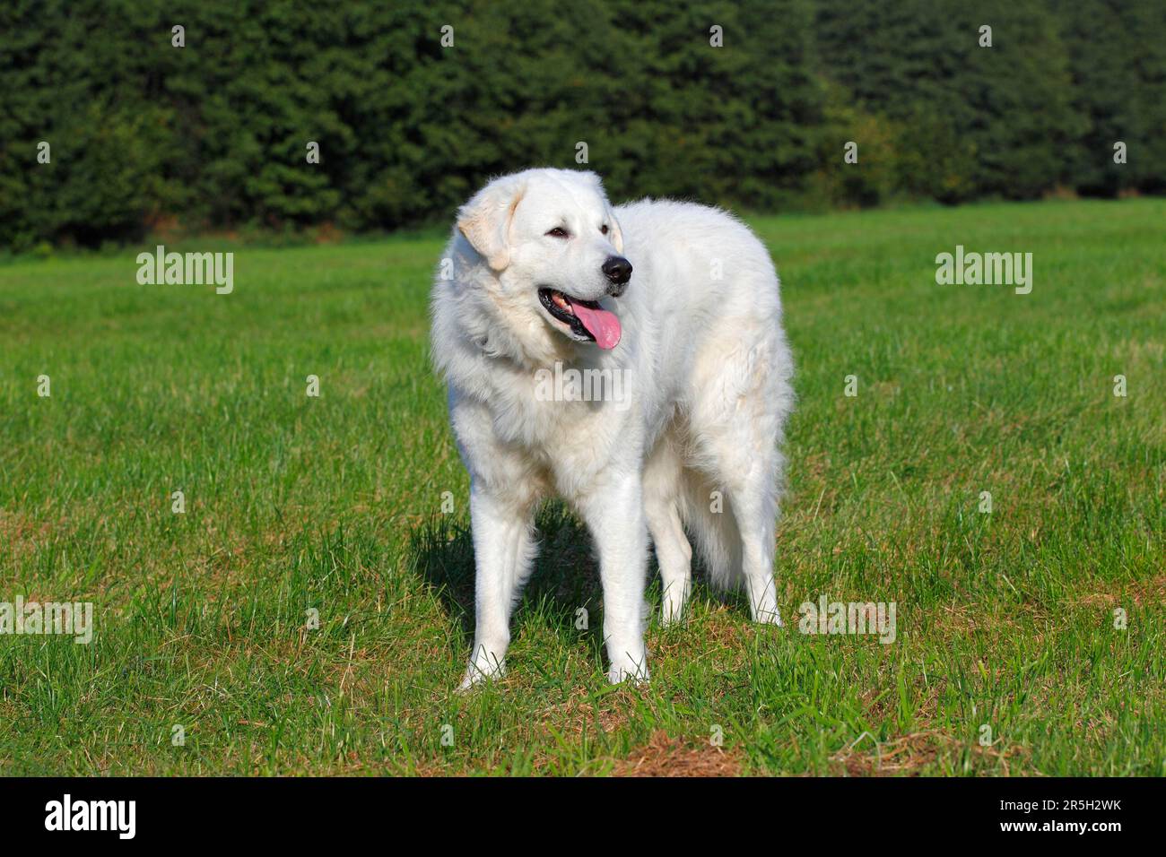 Can A Kuvasz Guard A Home