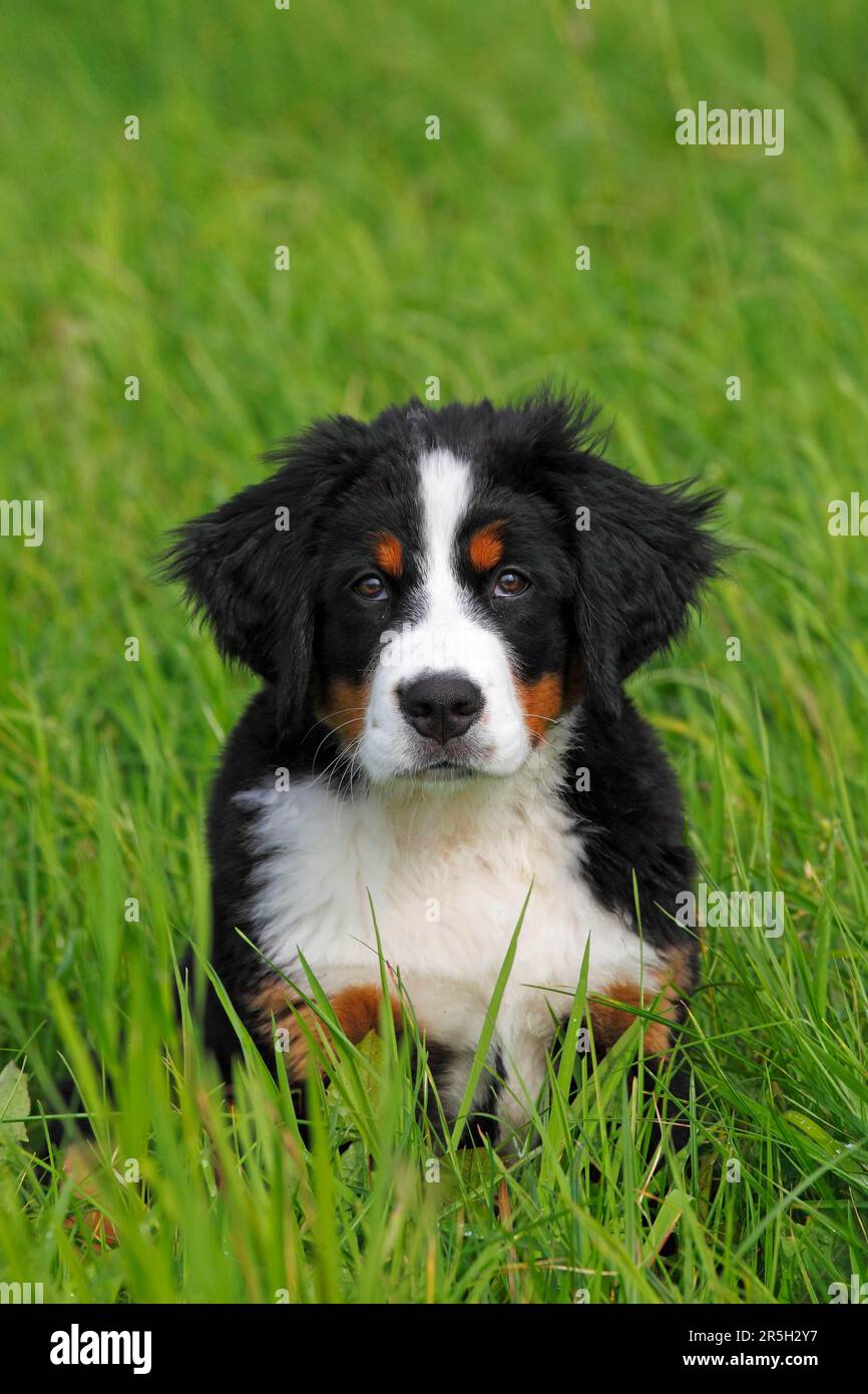 Bernese Cattle Dog, puppy Stock Photo - Alamy