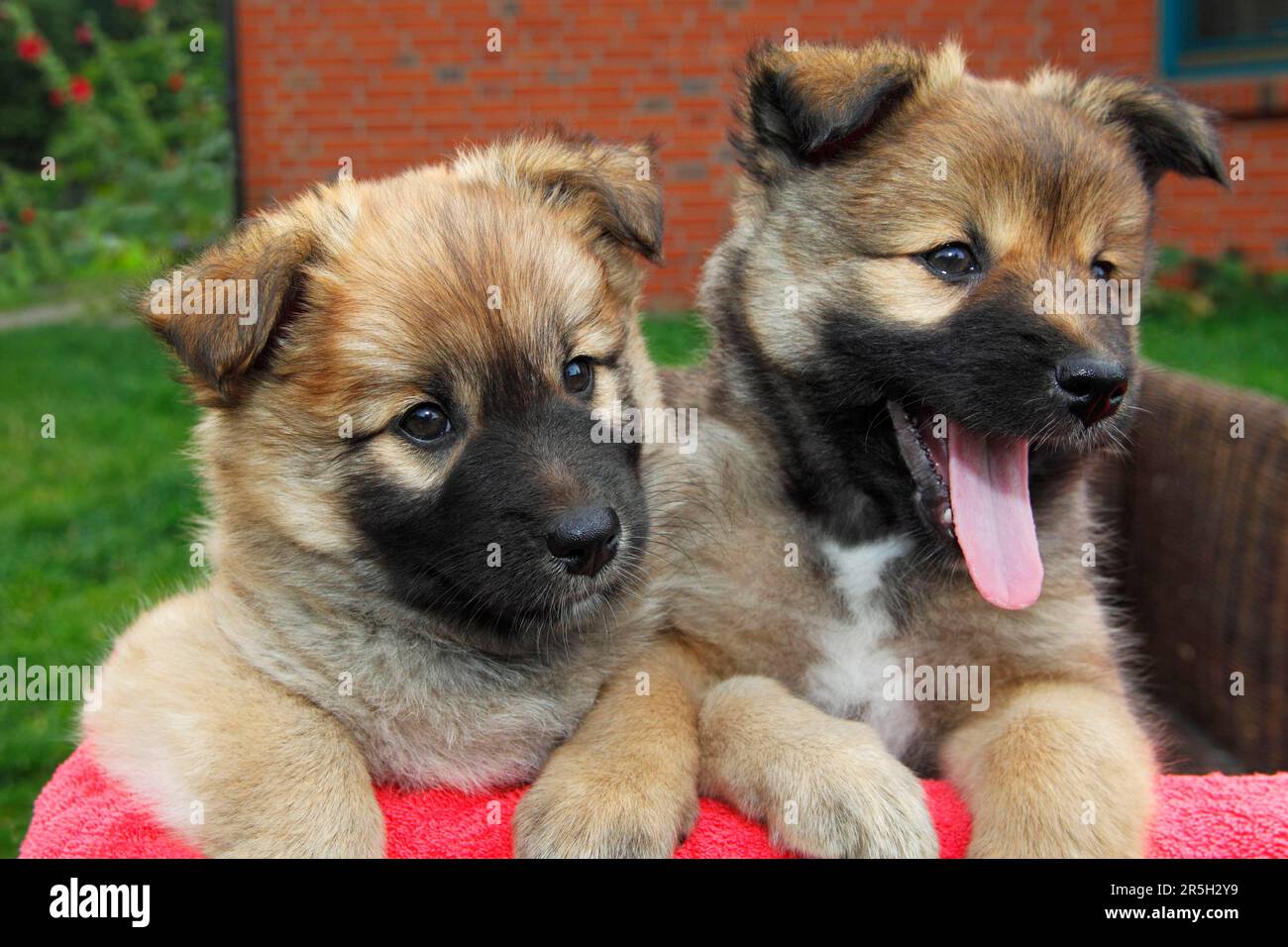Icelandic dogs hi-res stock photography and images - Alamy