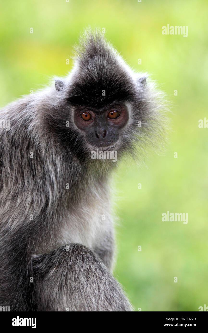 Silver leaf monkey, Labuk Bay, Sabah, Borneo (Presbytis cristatus ...
