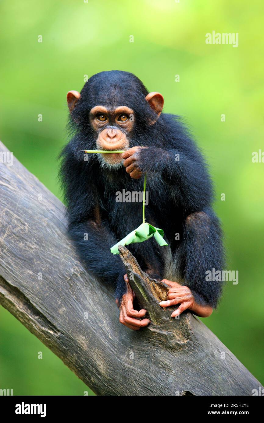Chimpanzee feeding baby hi-res stock photography and images - Alamy