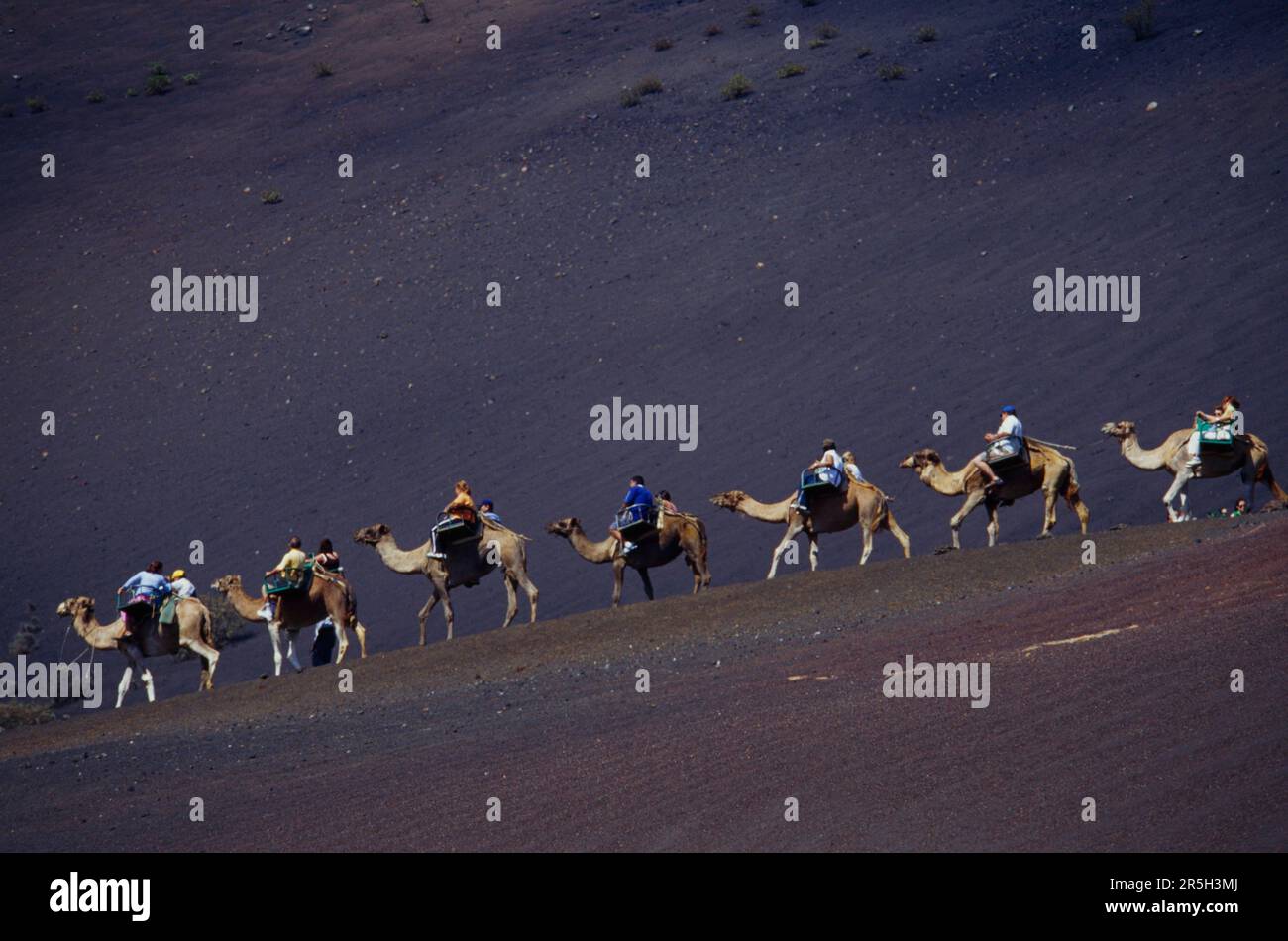 Camel tour in Timanfaya National Park, Lanzarote, Canary Islands, Spain ...