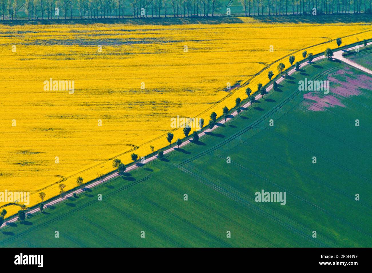Rape field and field path, avenue, Saxony-Anhalt, Germany Stock Photo ...