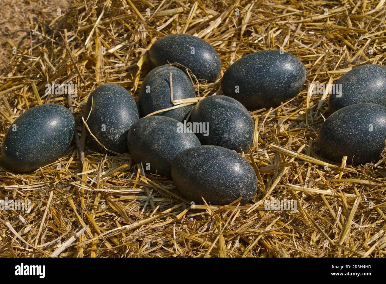 Emu egg nest hi-res stock photography and images - Alamy