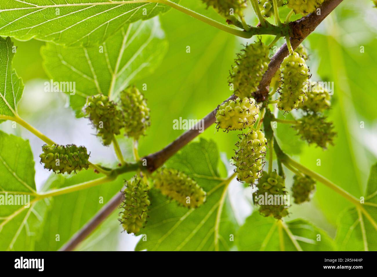 Botany morus nigra hi-res stock photography and images - Alamy