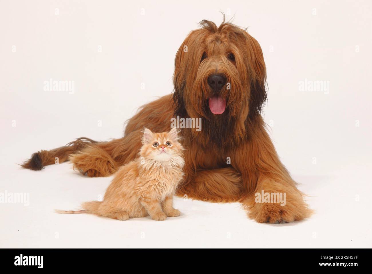 Year of cat hi-res stock photography and images - Alamy