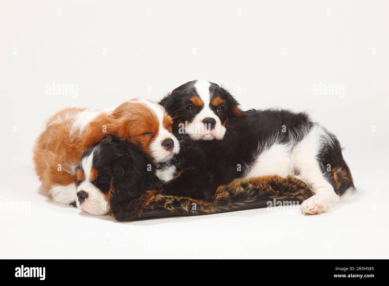 Cavalier King Charles Spaniel, puppies, 10 weeks, tricolour and ...