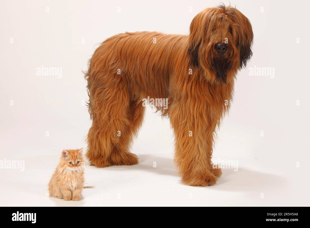 Briard, 1 year, and domestic cat, kitten, Berger de Brie Stock Photo ...