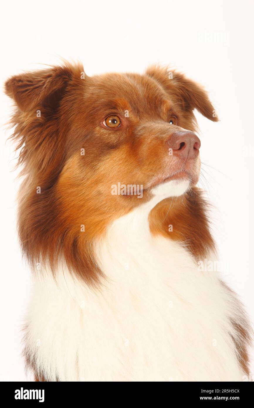 Australian Shepherd, red-tri Stock Photo - Alamy