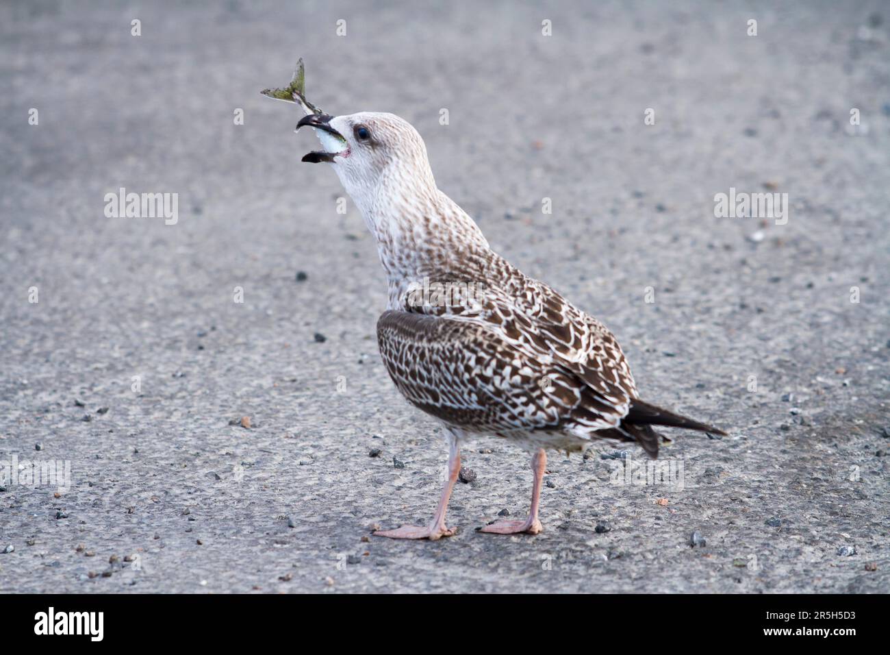 Atlantic mackerel canada hi-res stock photography and images - Alamy