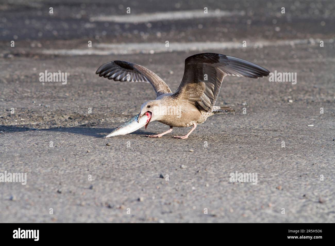 Black-backed Gull eating a mackerel, Great black backed gull (Larus ...