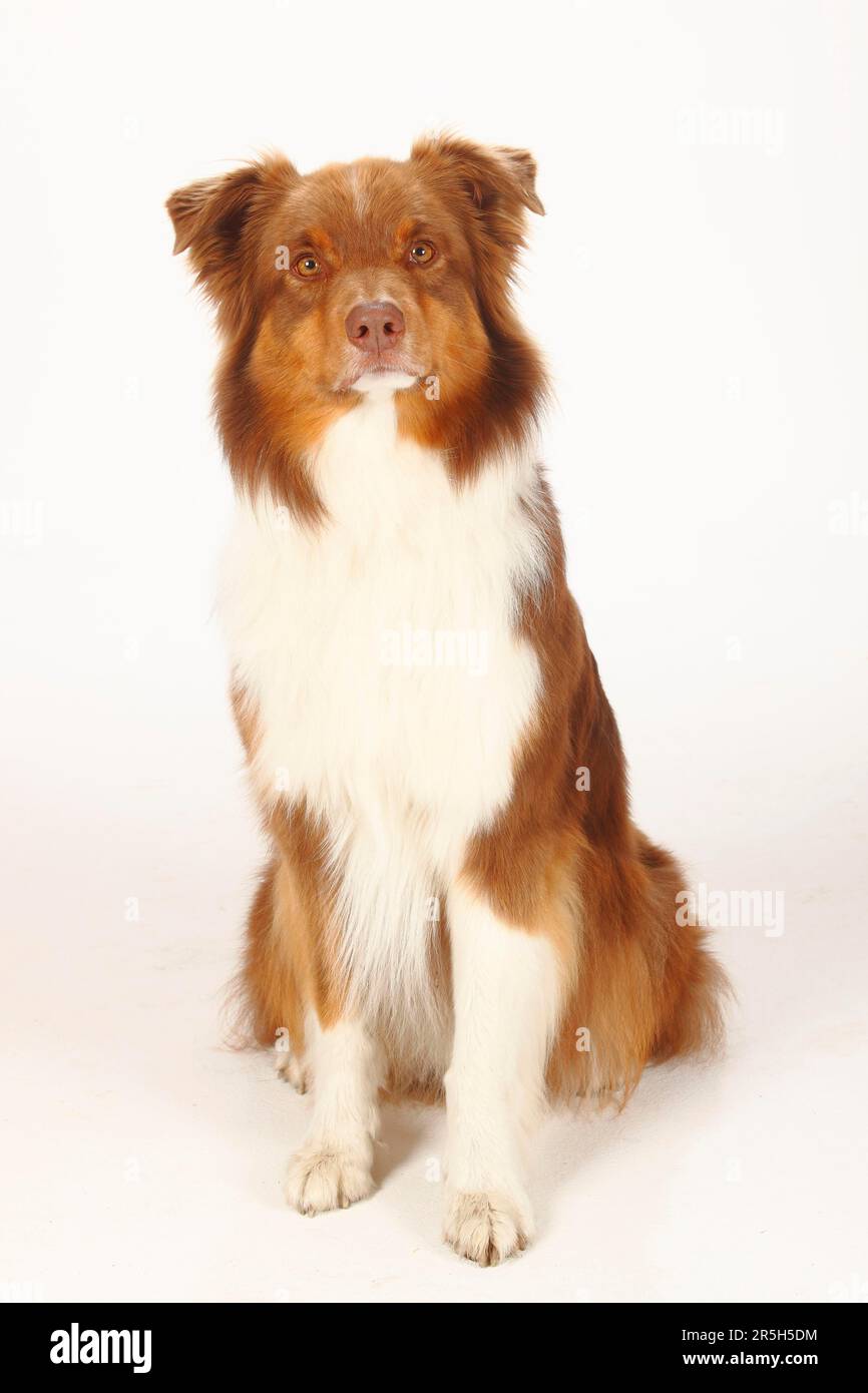 Australian Shepherd, red-tri Stock Photo - Alamy