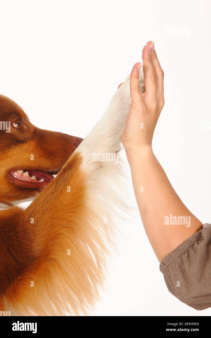 Australian Shepherd, red-tri, trick, give me five, give me five, trick ...