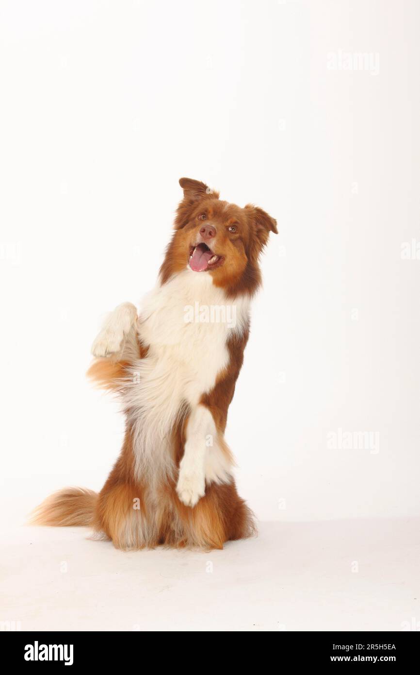 Red tri trick hi-res stock photography and images - Alamy