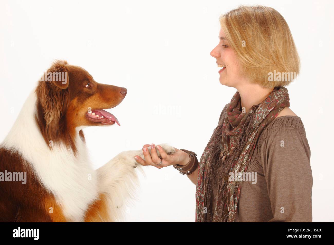 Woman and Australian Shepherd, red-tri, giving paw, sideways Stock ...