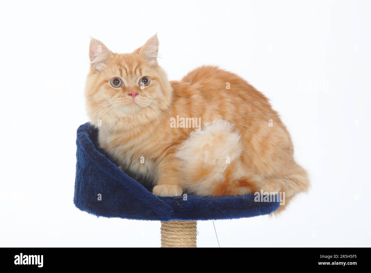 British Longhair, Male, British Longhair Cat, Highlander, Lowlander ...