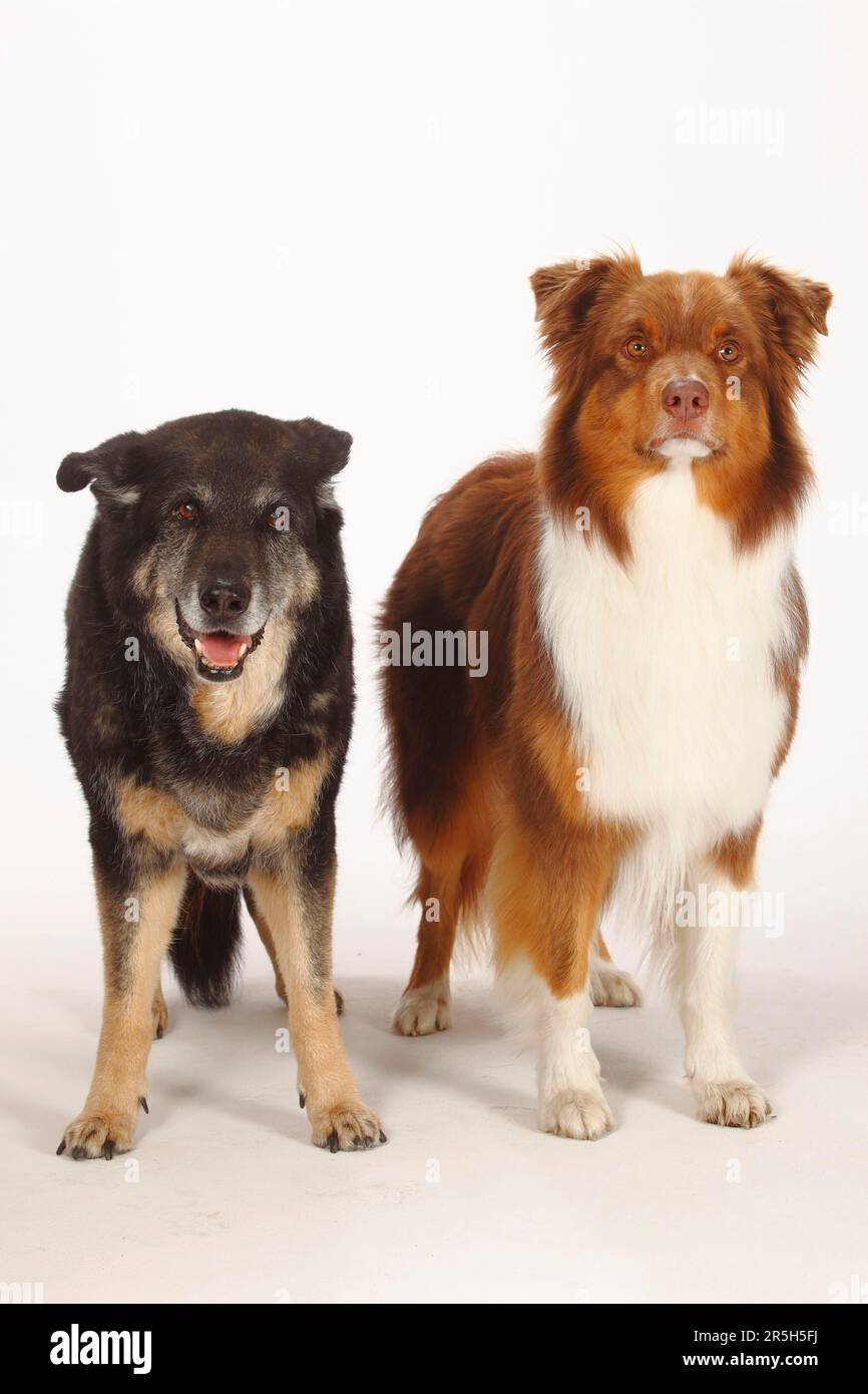 Australian Shepherd, red-tri, and mixed breed dog, female, 15 years old ...