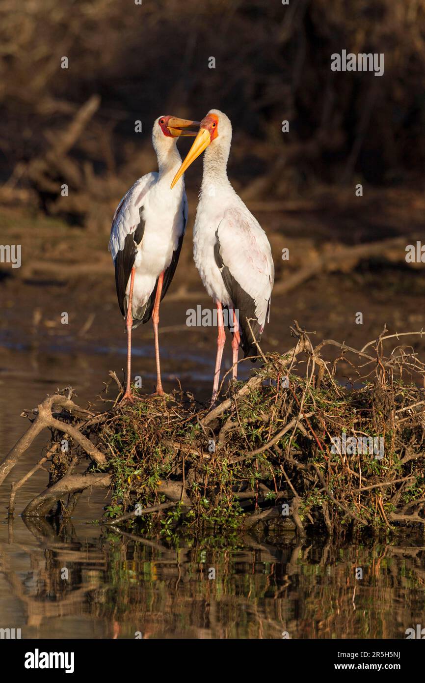 Yellow-billed Storks (Mycteria ibis), Kruger national park, South ...