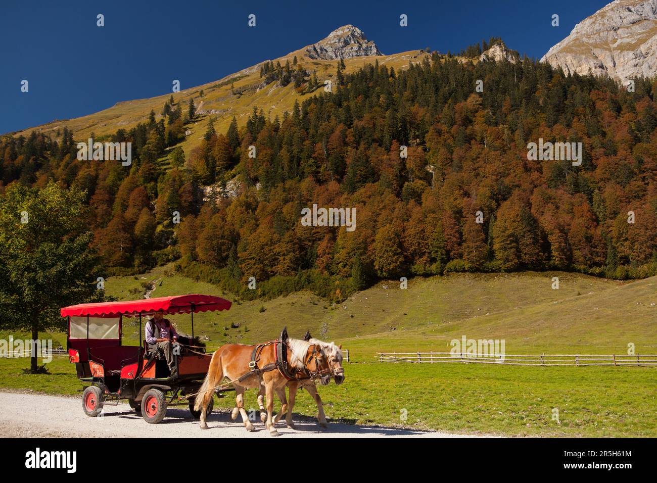 Haflinger team in front of carriage, Eng, Hinterriss, Karwendel valley ...