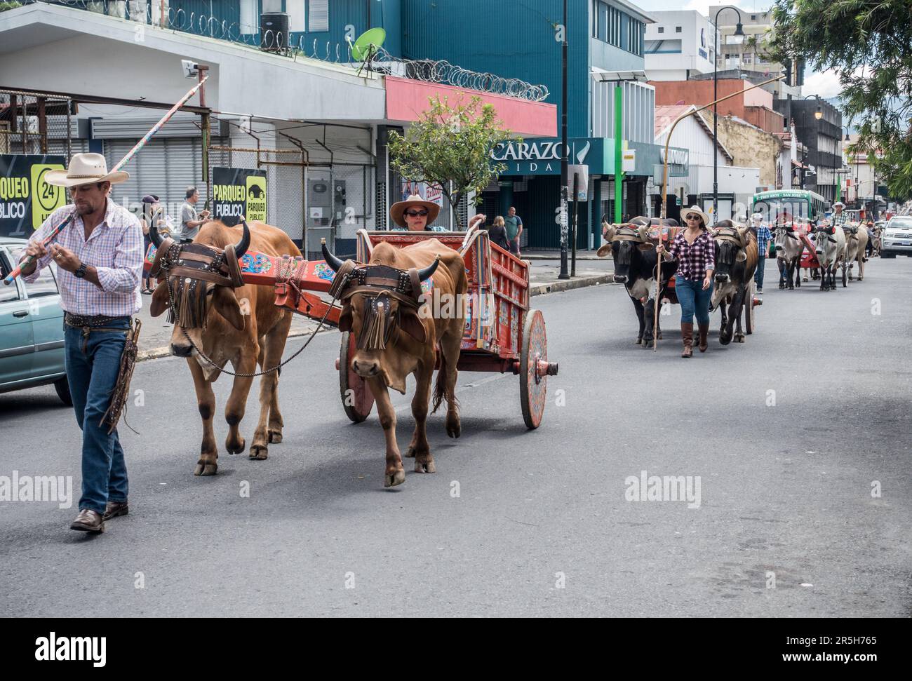 Oxen (Genus Bos) pulling traditional Costa Rican ox carts in a parade ...
