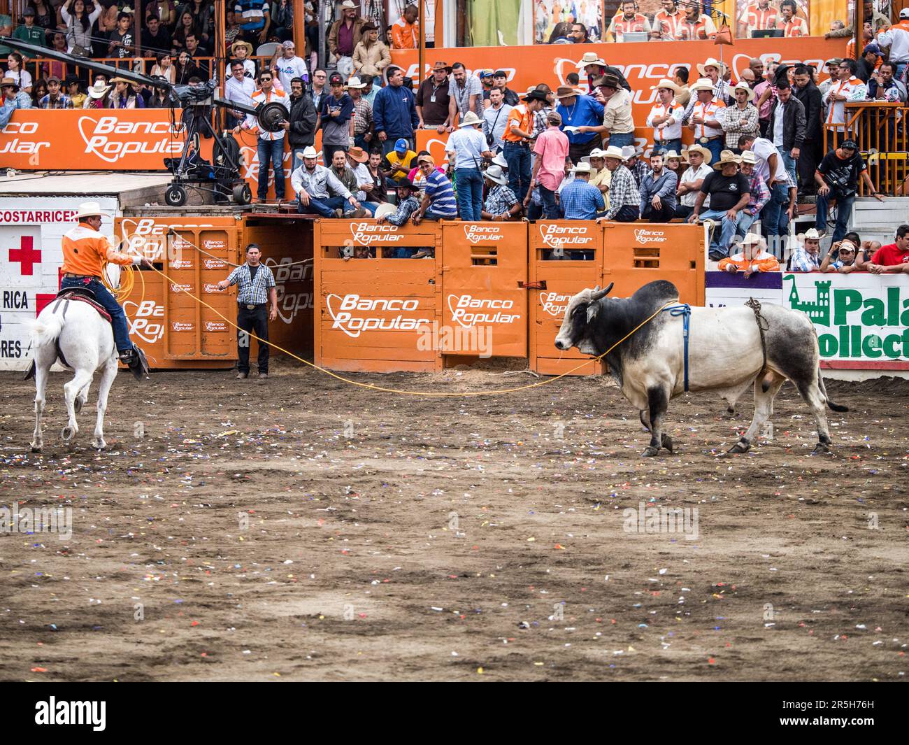 Cowboy on horseback lassoes a bull at a rodeo in Costa Rica Stock Photo ...