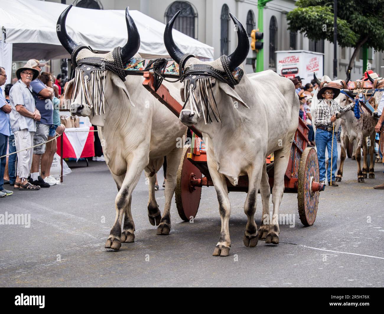 Big horned oxen (Genus Bos) in the traditional ox cart parade in San ...
