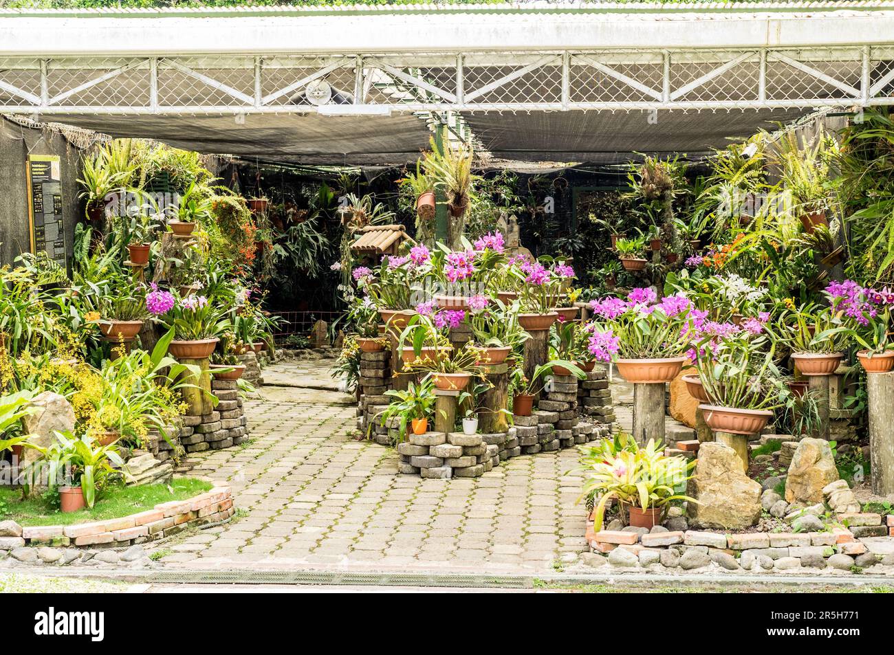 Orchids at the entrance to the Orchid house in Lankester Botanical ...