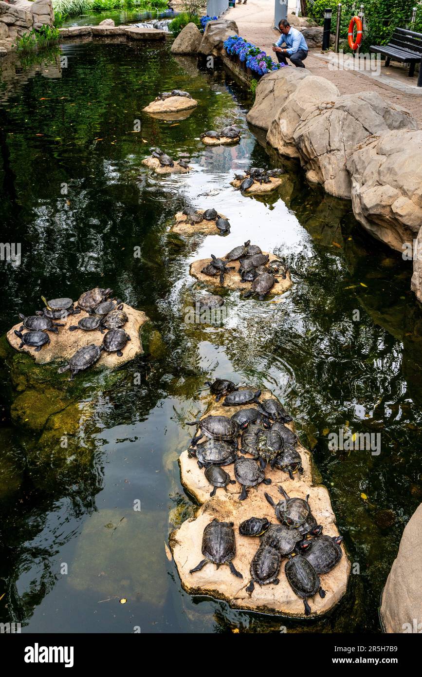 A Man Takes Photos Of The Terrapins In Hong Kong Park, Hong Kong, China ...