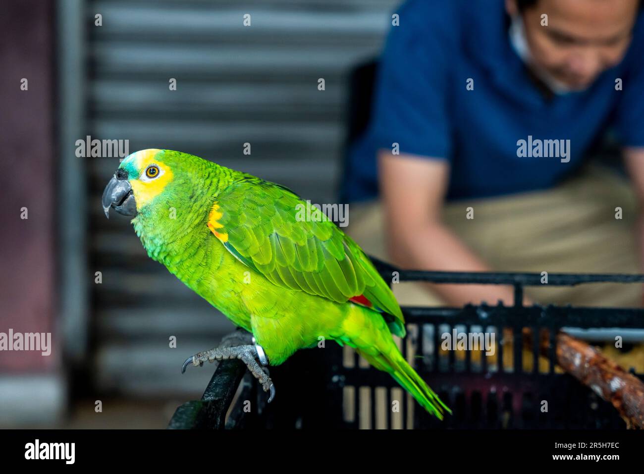 An Exotic Green Bird For Sale At The Hong Kong Bird Market (Yuen Po ...