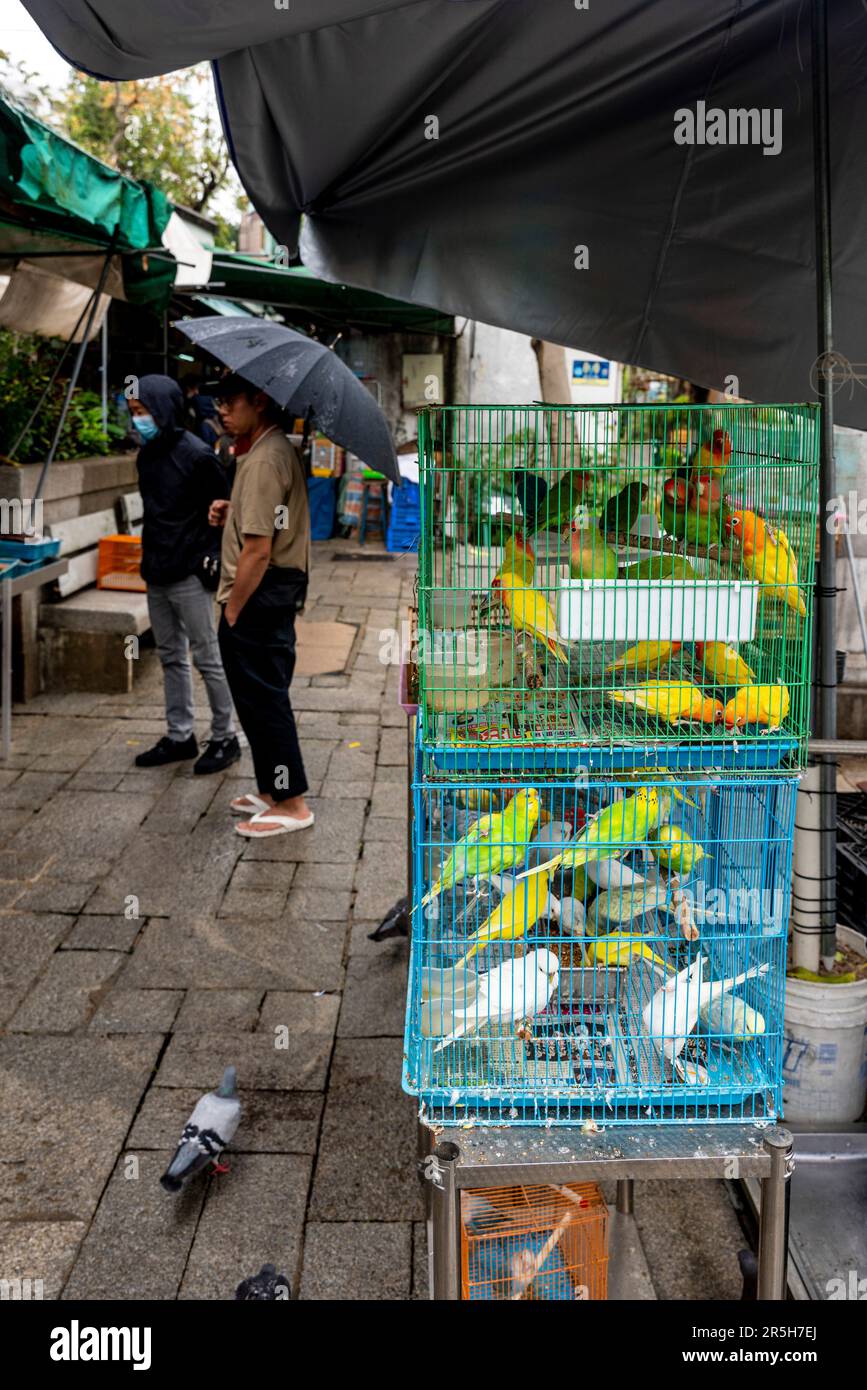 Colourful Exotic Birds For Sale At The Hong Kong Bird Market (Yuen Po ...