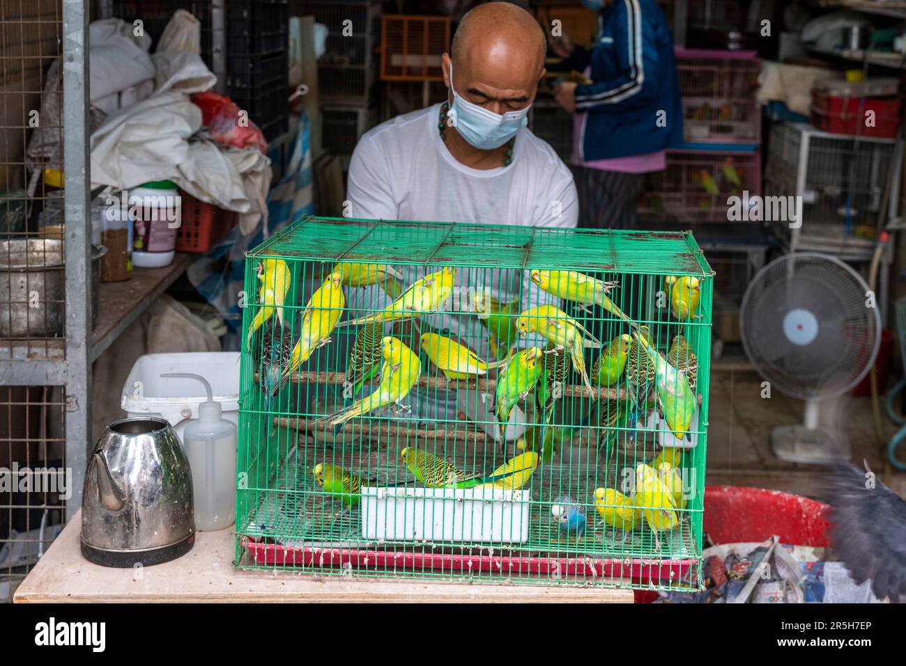 Colourful Exotic Birds For Sale At The Hong Kong Bird Market (Yuen Po ...