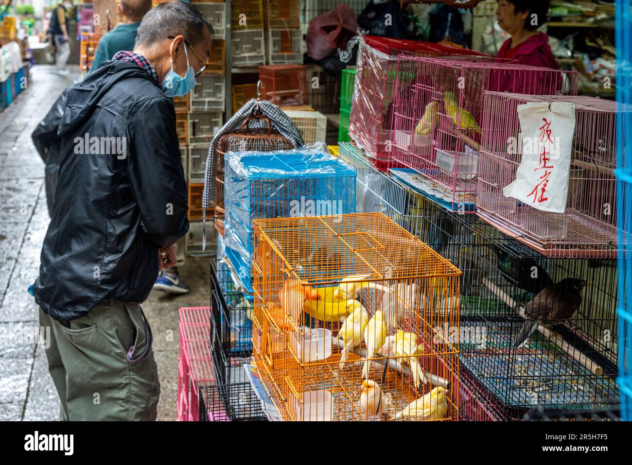 A Man Looking At The Caged Birds At Hong Kong Bird Market (Yuen Po ...