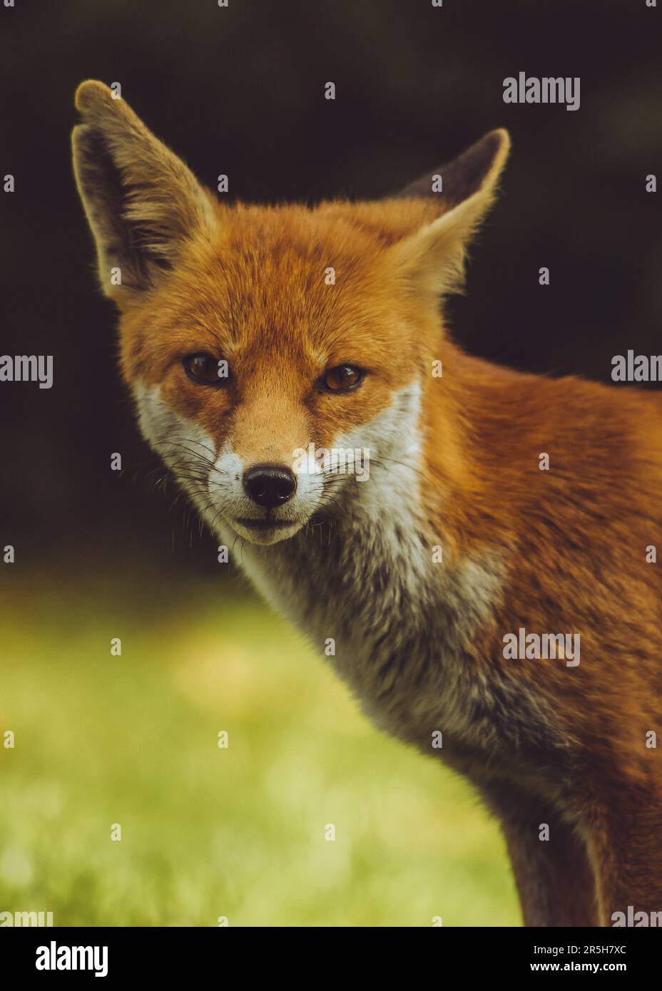 A wild urban fox captured in London at the Horniman museum gardens ...