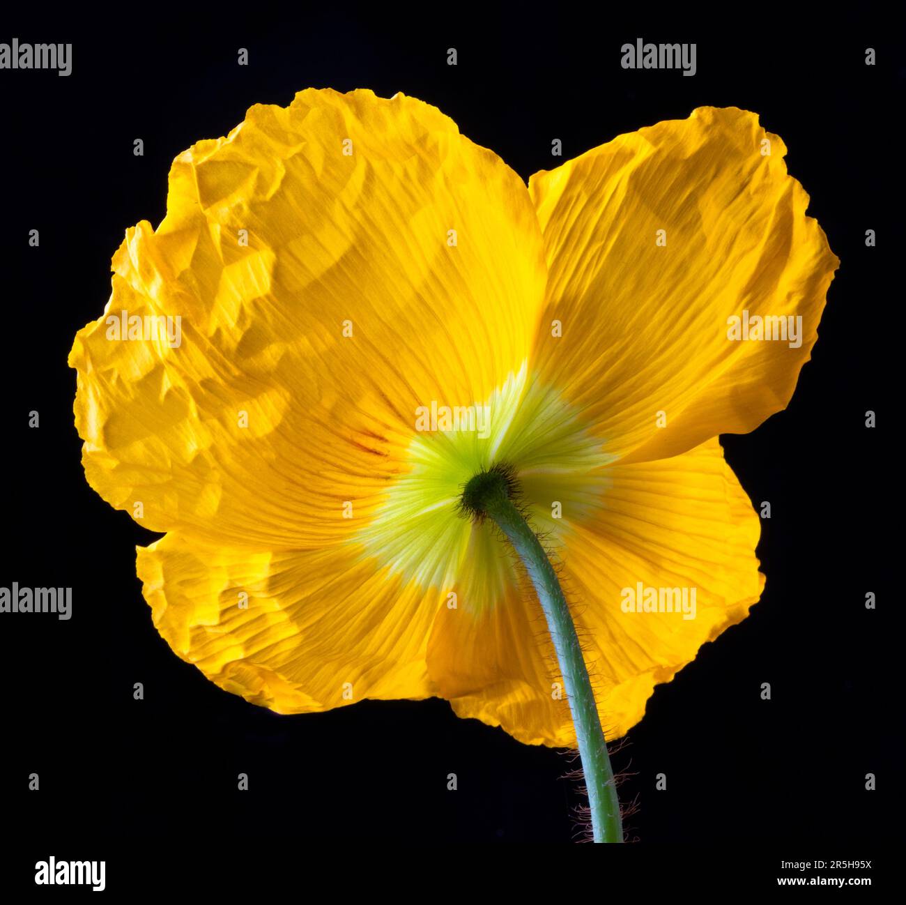 Poppy still life hi-res stock photography and images - Alamy