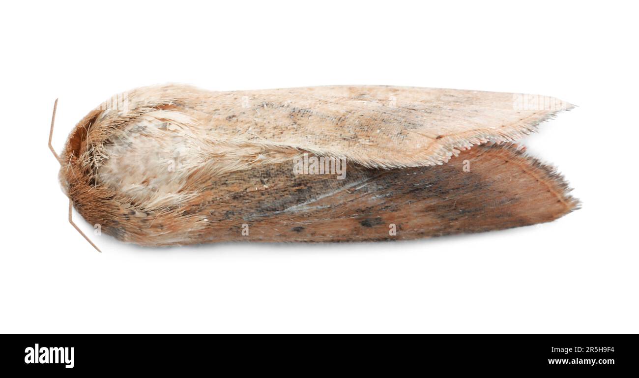 Brown house moth Cut Out Stock Images & Pictures - Alamy
