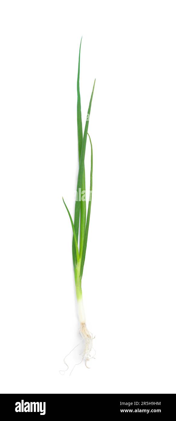 Fresh green spring onion isolated on white, top view Stock Photo - Alamy