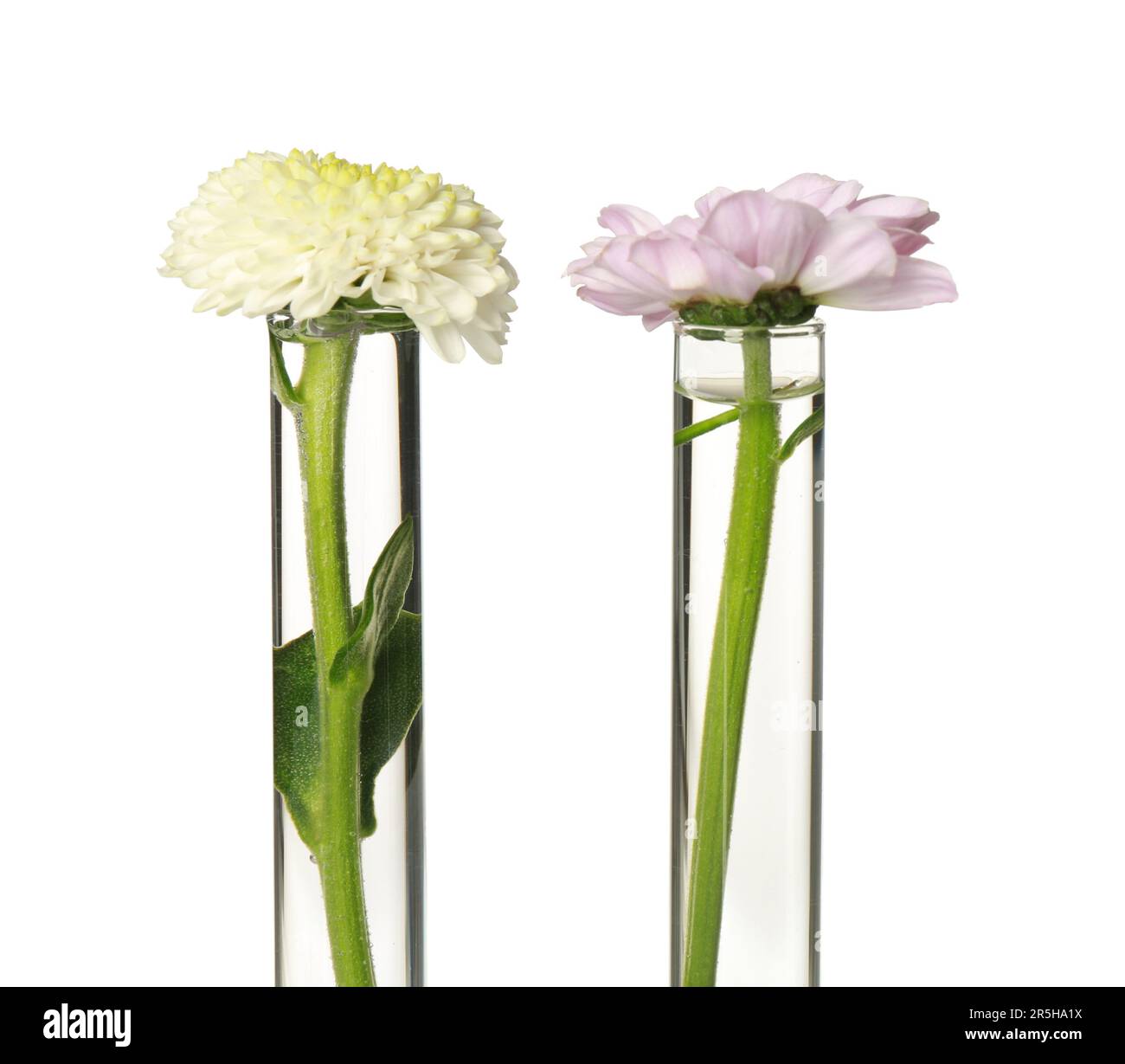 Flowers plants in test tubes hi-res stock photography and images - Alamy