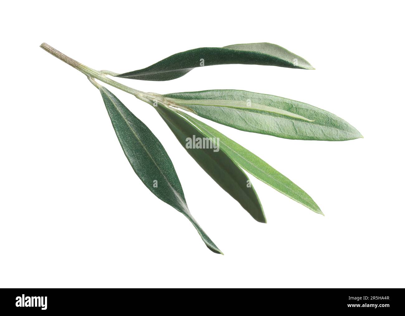 Olive twig with fresh green leaves on white background Stock Photo - Alamy