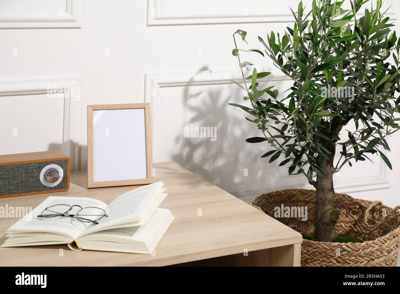 Beautiful young potted olive tree near table in living room. Interior ...