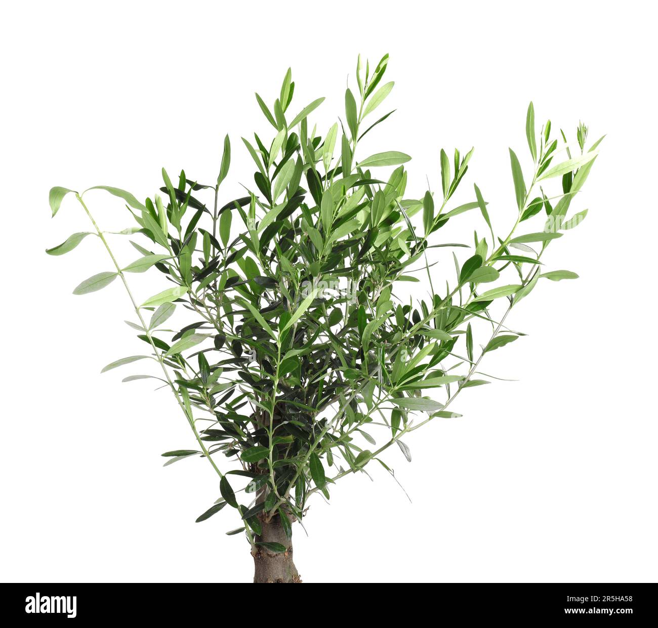 Beautiful young olive tree isolated on white Stock Photo - Alamy