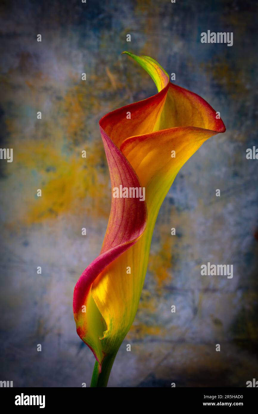Dancing Calla Lily Still Life Stock Photo - Alamy