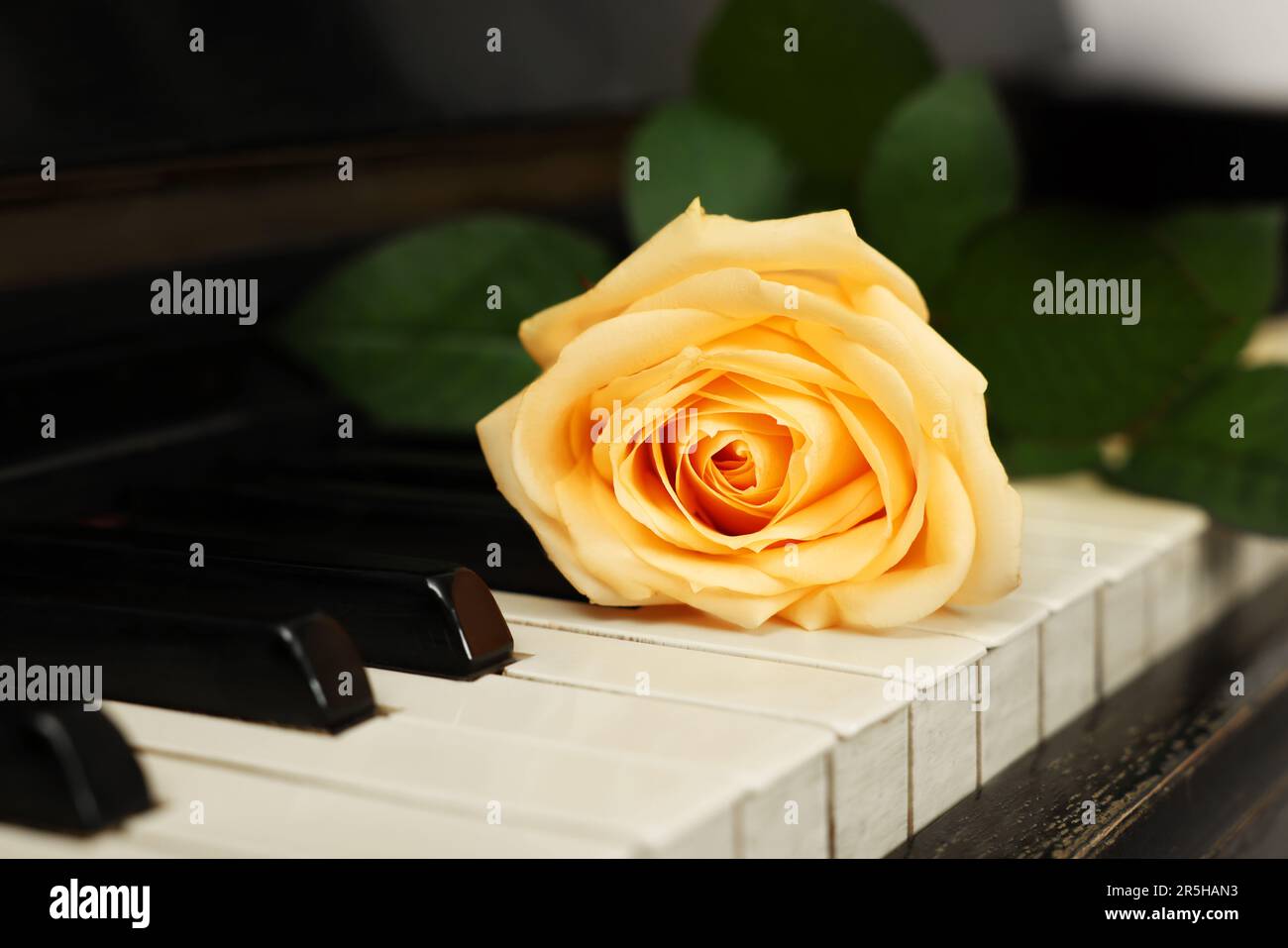 Piano keys rose flower hi-res stock photography and images - Alamy