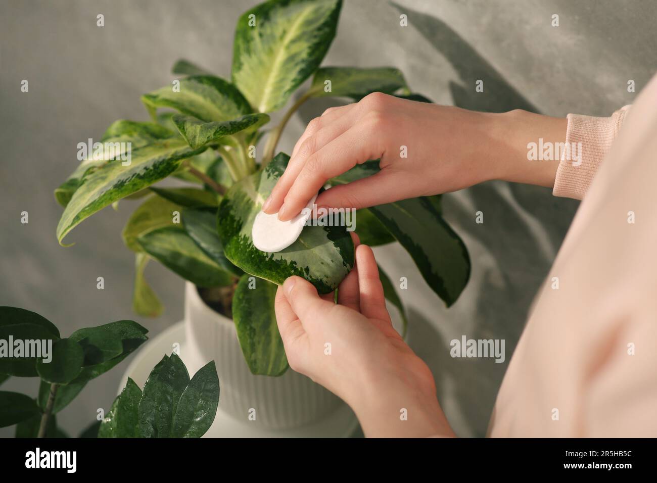 Wipe leaves houseplants hi-res stock photography and images - Alamy